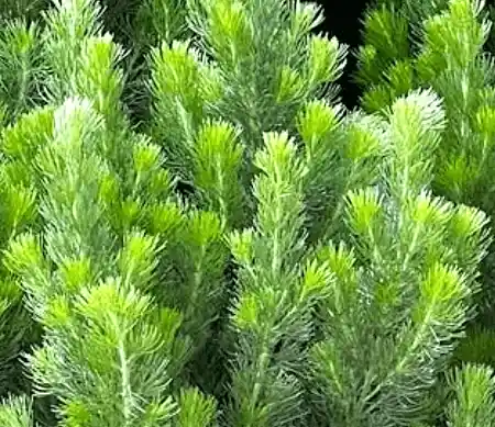 Fast-growing Australian Native Hedge Plants: 47 Picks For A Sensational ...