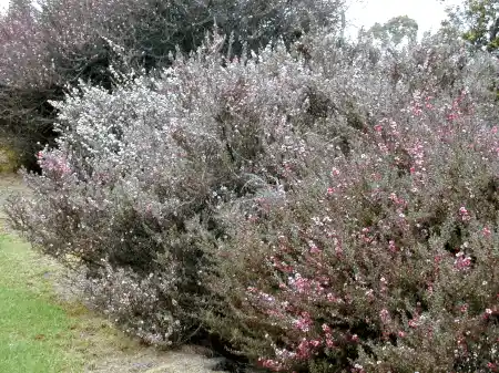 Fast-growing Australian Native Hedge Plants: 47 Picks For A Sensational ...