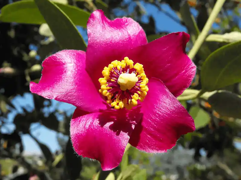 Australian Native Hibiscus: 9 Plants Behind Spectacular Blooms