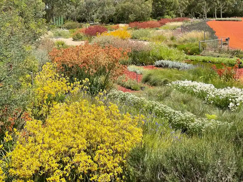 19 Striking Australian Native Grasses For Contemporary Gardens